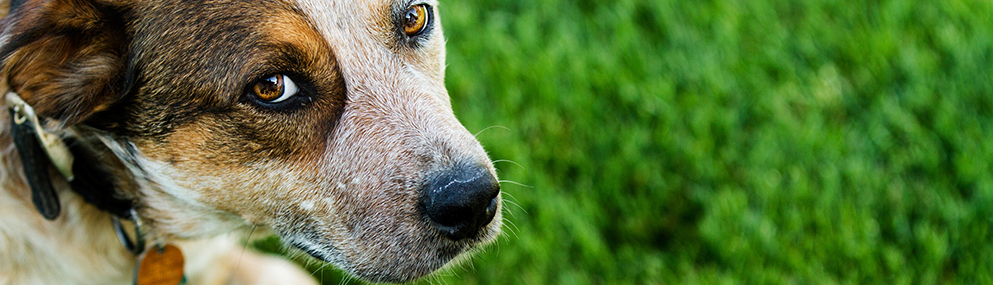 Home For Good Dogs New Jersey Rescue Dogs | Home For Good Dogs