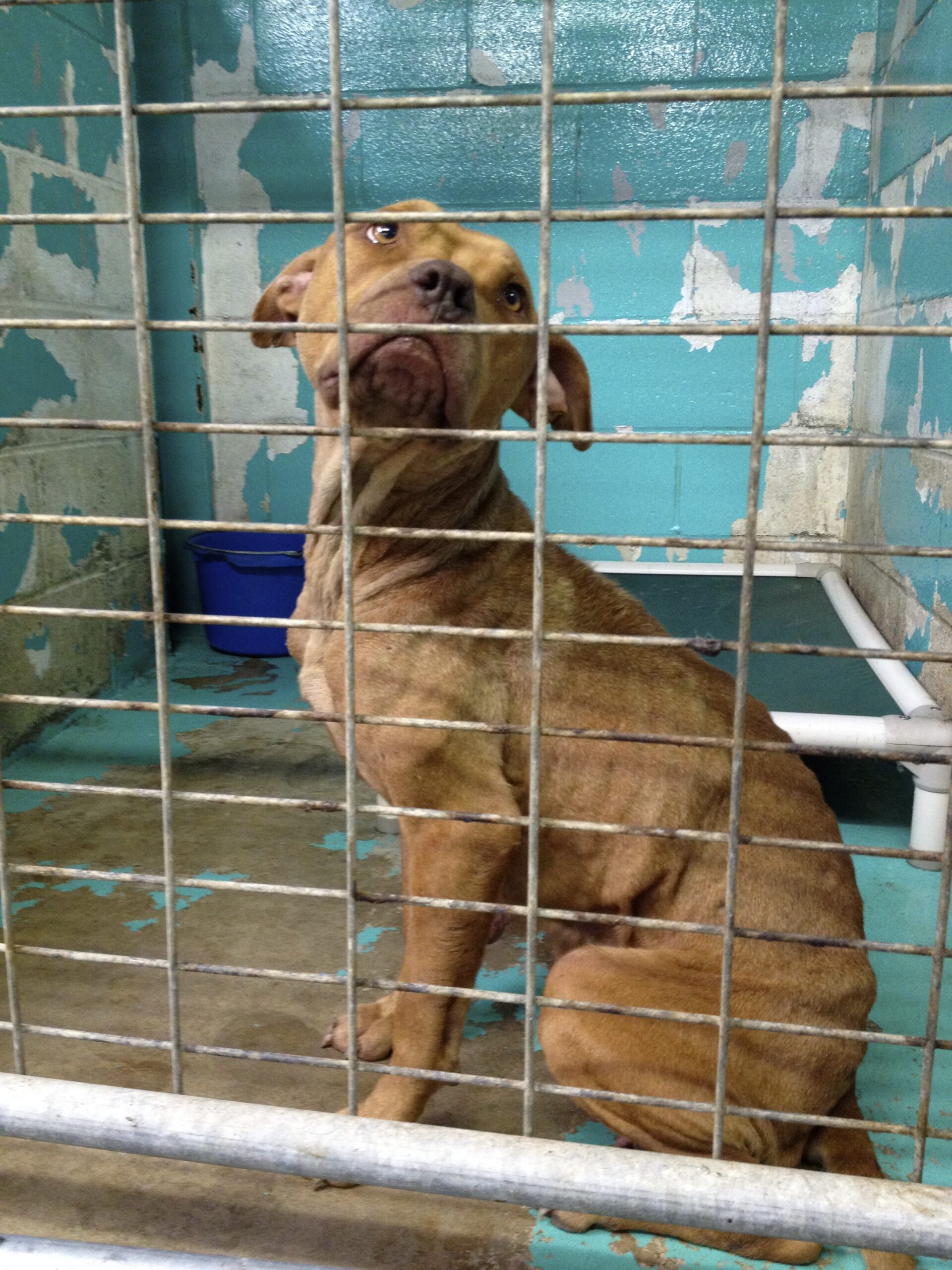 aiken emaciated dog - Home For Good Dogs | NJ Rescue